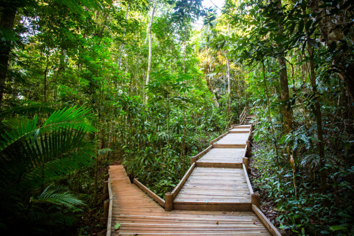 Daintree National Park – Oldest Rainforest on Earth