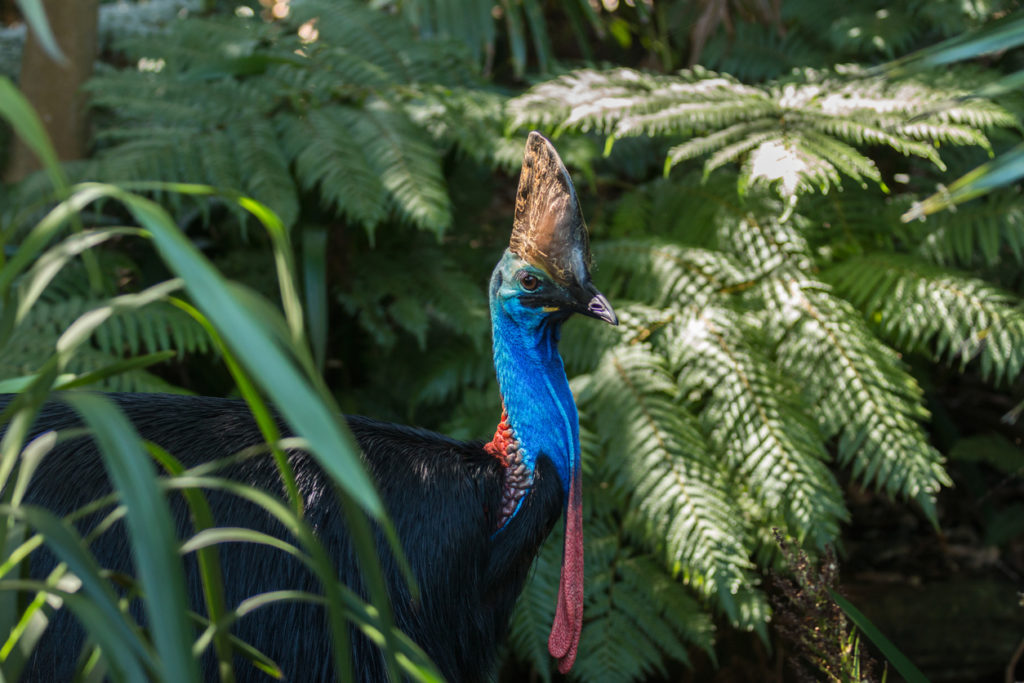 Daintree National Park – Oldest Rainforest on Earth